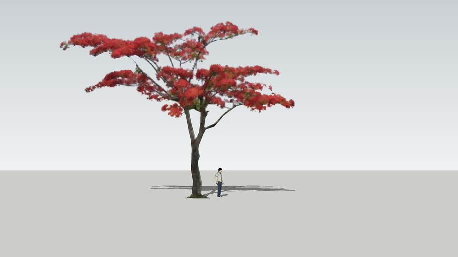 flamboyan | 3D Warehouse