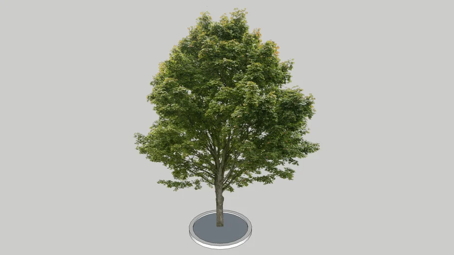 CÂY 2D SIÊUĐẸP 3 - TREE 2D | 3D Warehouse
