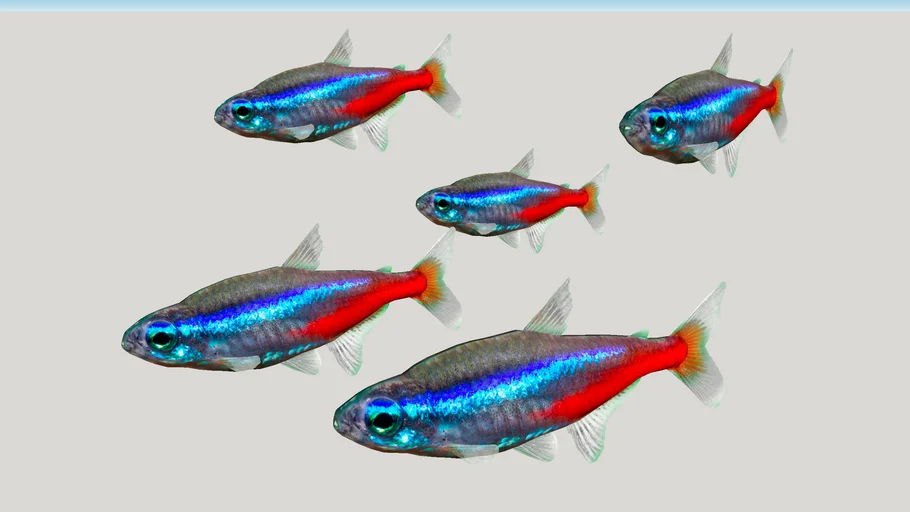 Pez Neon Amazonico, Tetra Neón (Paracheirodon innesi) | 3D Warehouse