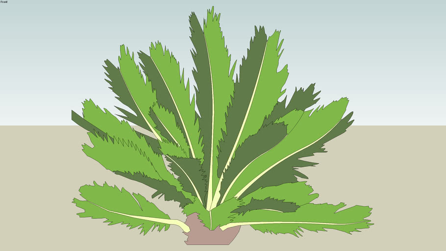 Cycas revoluta | 3D Warehouse