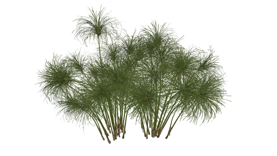 Cyperus_papyrus_01_02 | 3D Warehouse