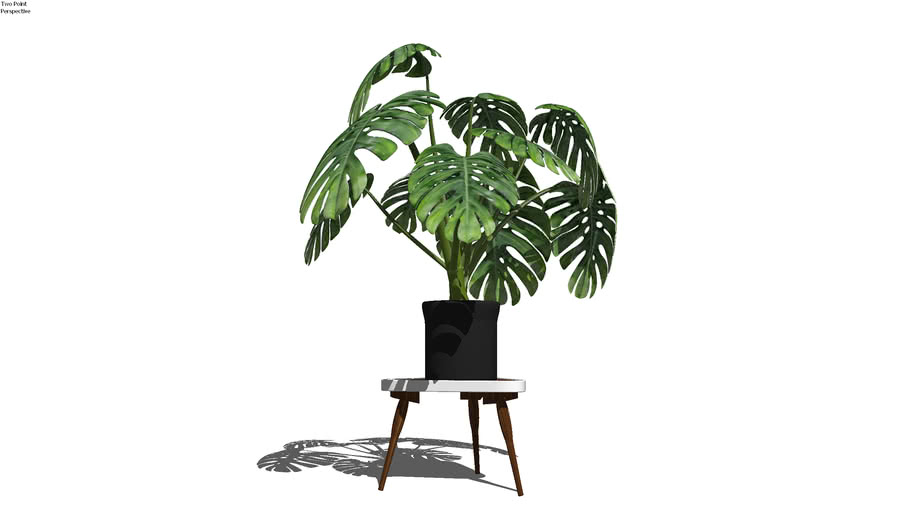 Monstera in pot | 3D Warehouse