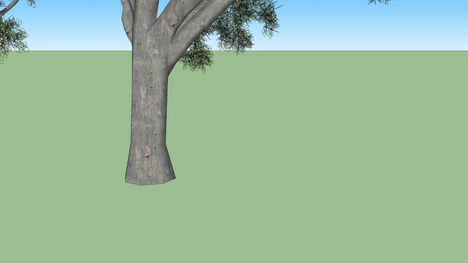 Eucalyptus Tree | 3D Warehouse