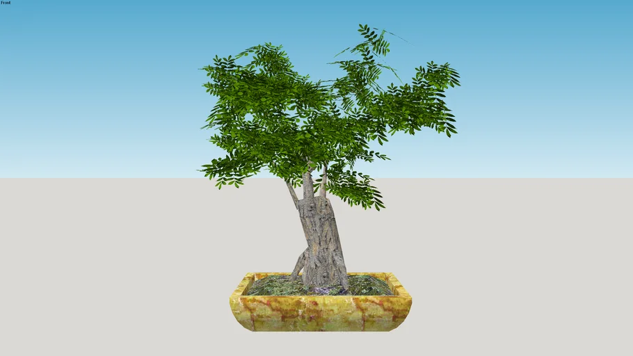 Bon Sai 06 | 3D Warehouse