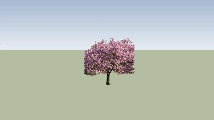 Magnolia soulangeana | 3D Warehouse