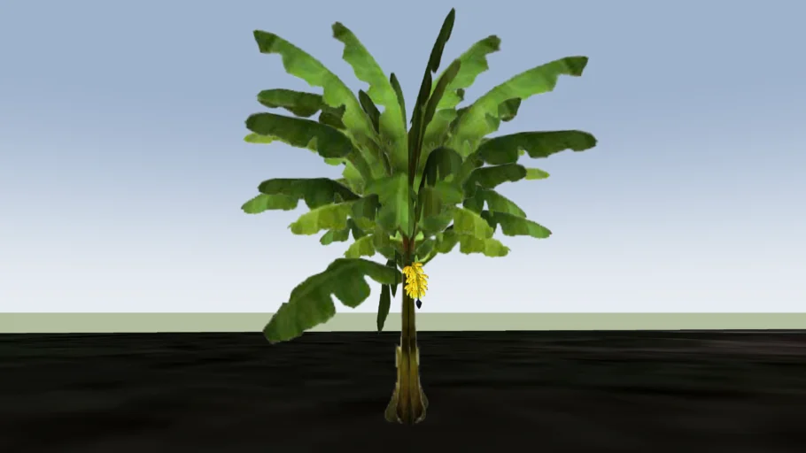 Banana Tree | 3D Warehouse