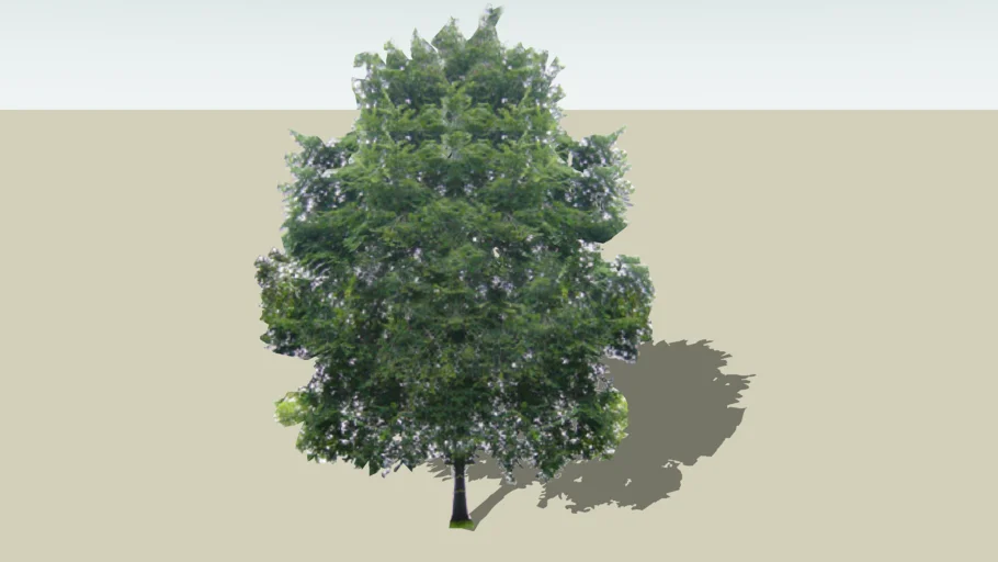 Olmo ( Elm tree ) | 3D Warehouse