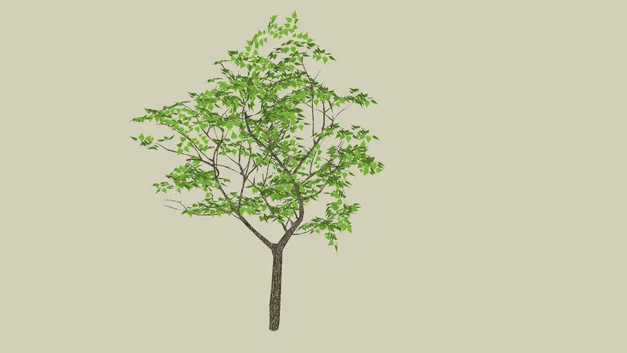 дерево | 3D Warehouse