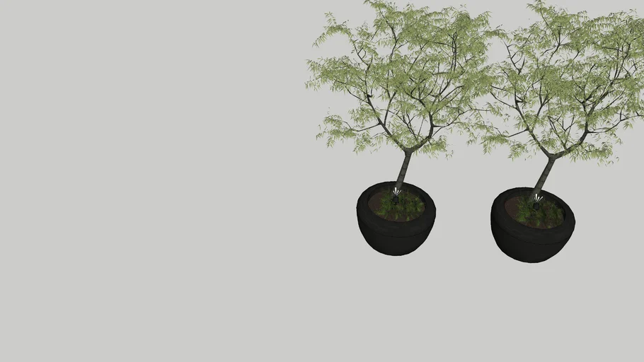 Multi stemmed tree in planter with in-lite scope | 3D Warehouse
