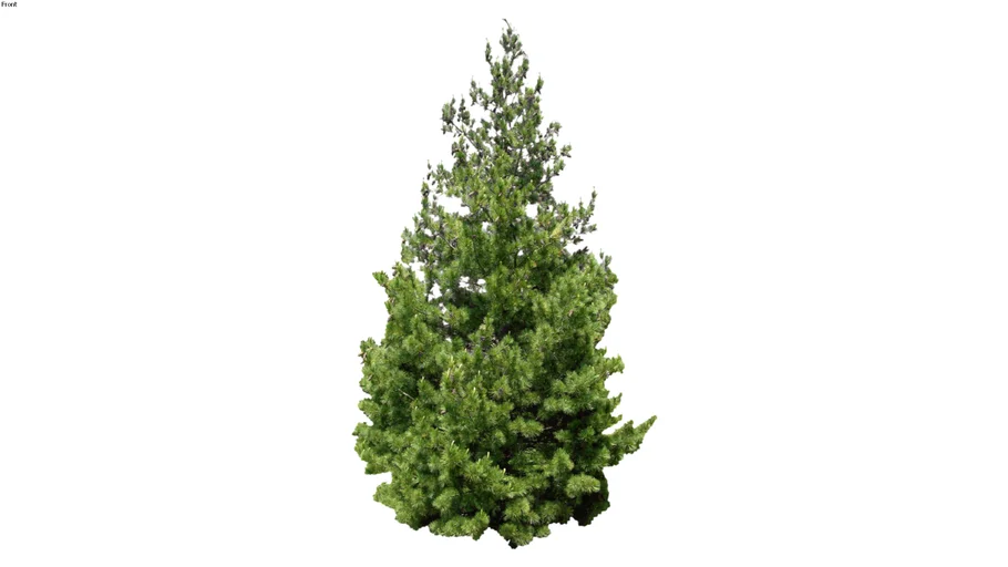 Pine 3 | 3D Warehouse