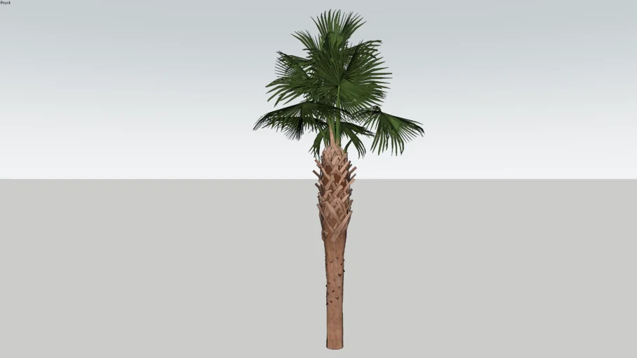 PALM TREE 5 | 3D Warehouse