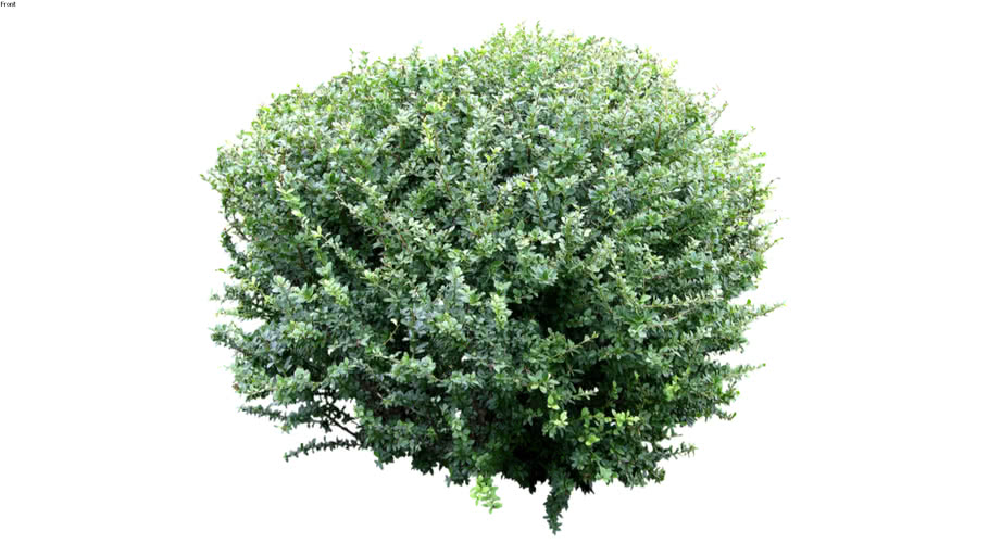 Westringia | 3D Warehouse