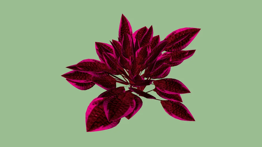 amaranto | 3D Warehouse