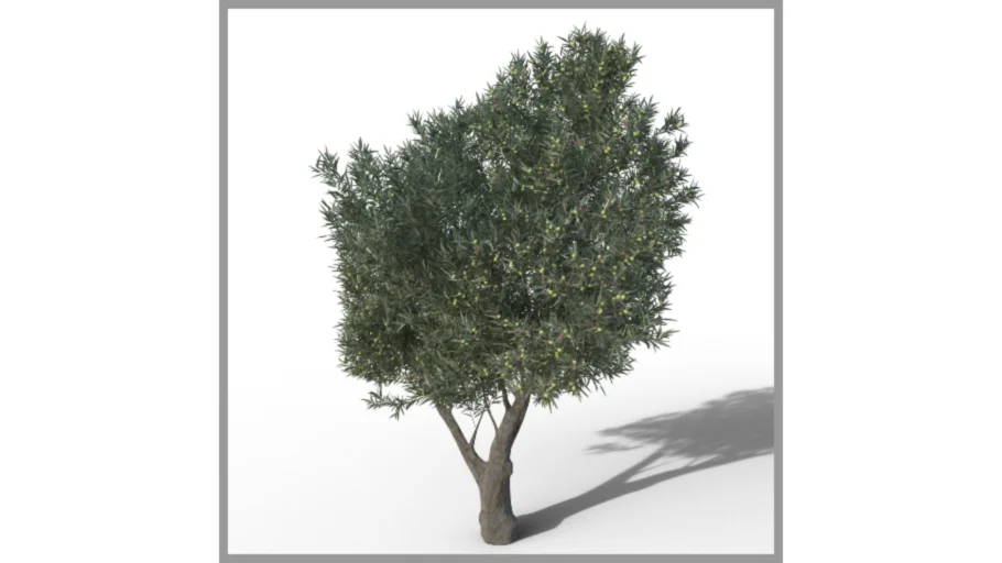 ROCKIT3D Olea europaea 3.5 m (Olive tree) | 3D Warehouse