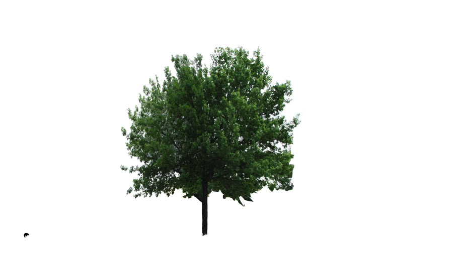 3rd Angle Trees | 3D Warehouse