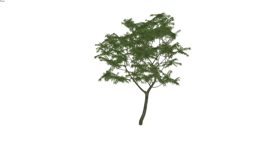 Árvore Tree | 3D Warehouse