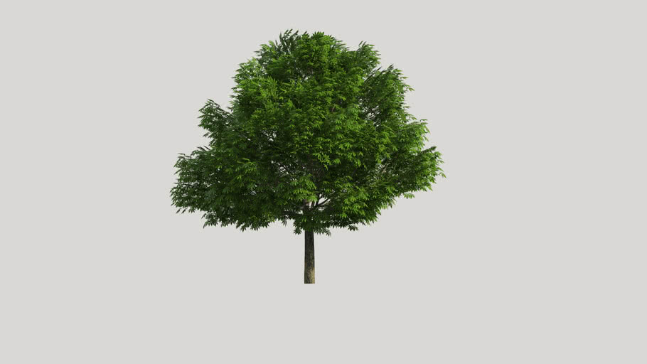 Large Tree | 3D Warehouse