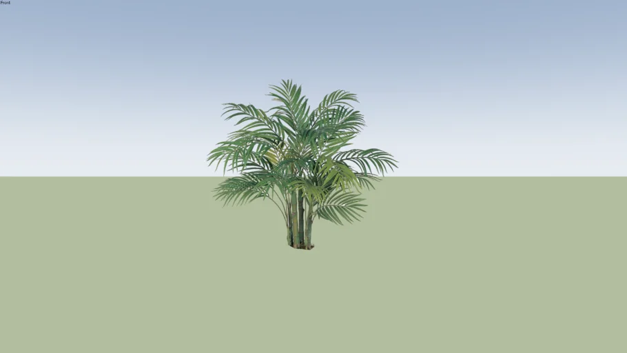Areca | 3D Warehouse
