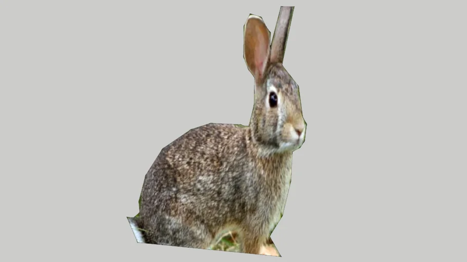 rabbit | 3D Warehouse