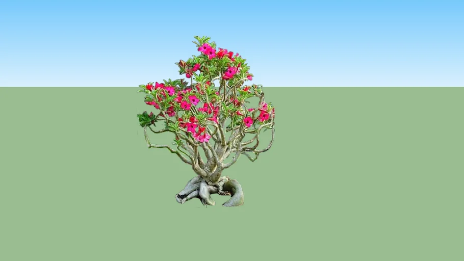 Adenium | 3D Warehouse