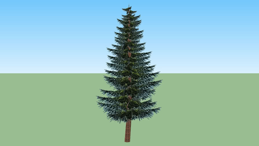 tanne - pine tree | 3D Warehouse