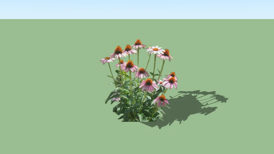 Purple_Coneflower_2D_Plant | 3D Warehouse