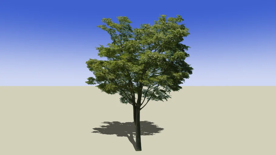 2D Tree_01 | 3D Warehouse