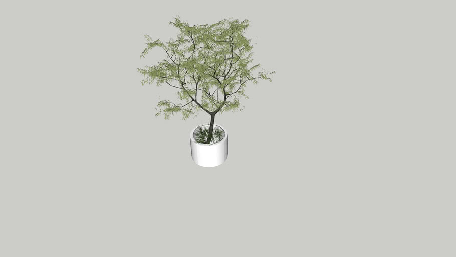 Tree and Planter | 3D Warehouse