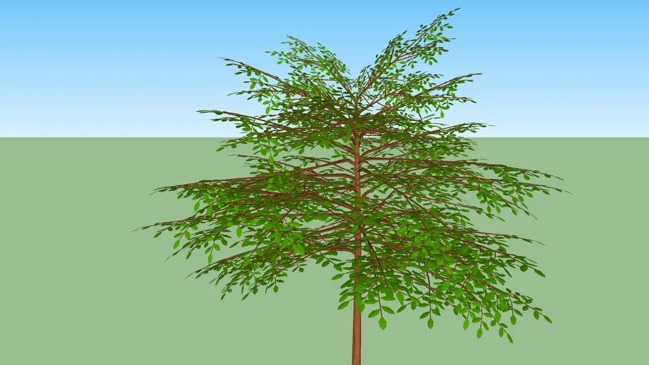 Tree | 3D Warehouse