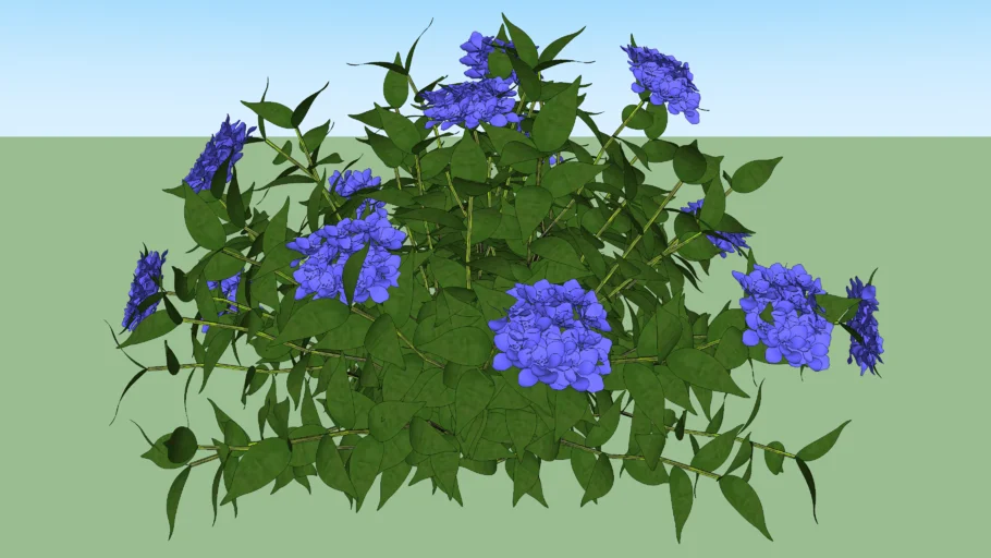 Hydrangea 'Blue Wave' | 3D Warehouse