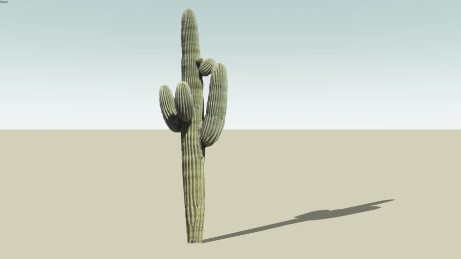 saguaro cactus | 3D Warehouse