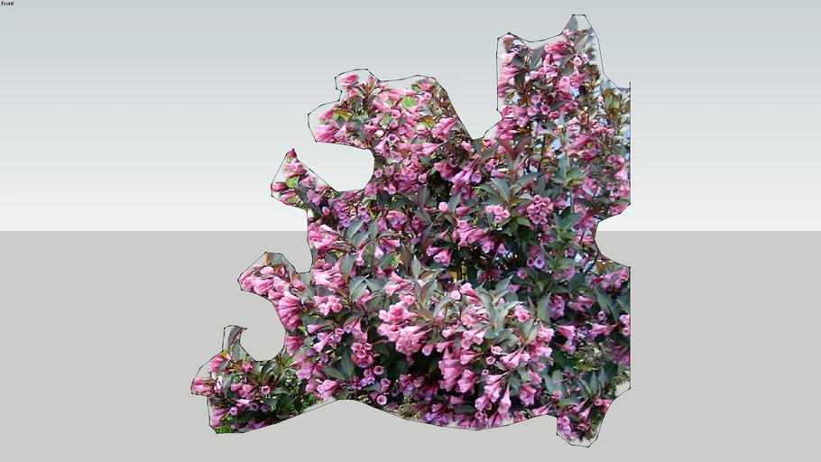 weigela | 3D Warehouse