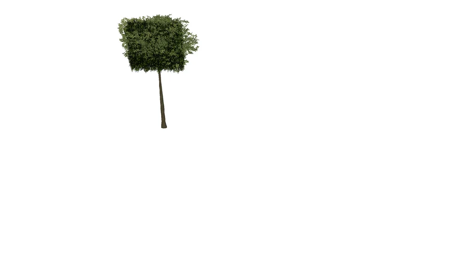 Pleached tree | 3D Warehouse