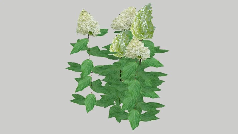 Hydrangea Limelight 3D | 3D Warehouse