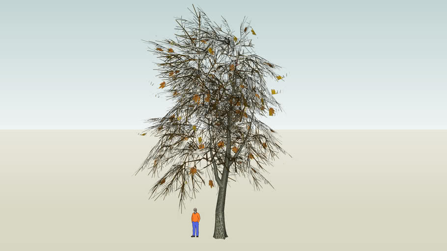 MAPLE TREE IN WINTER 3D MODEL | 3D Warehouse