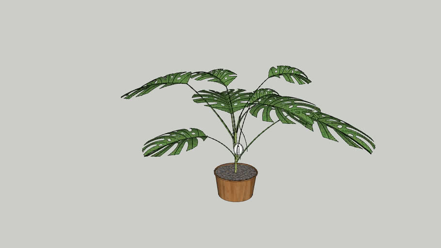 monstera decliciousa | 3D Warehouse