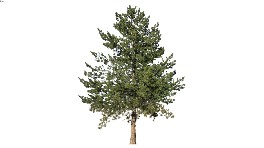 Austrian Pine | 3D Warehouse