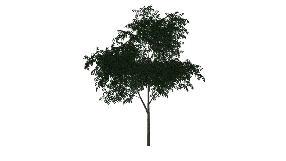 BROADLEAF TREE 1 | 3D Warehouse