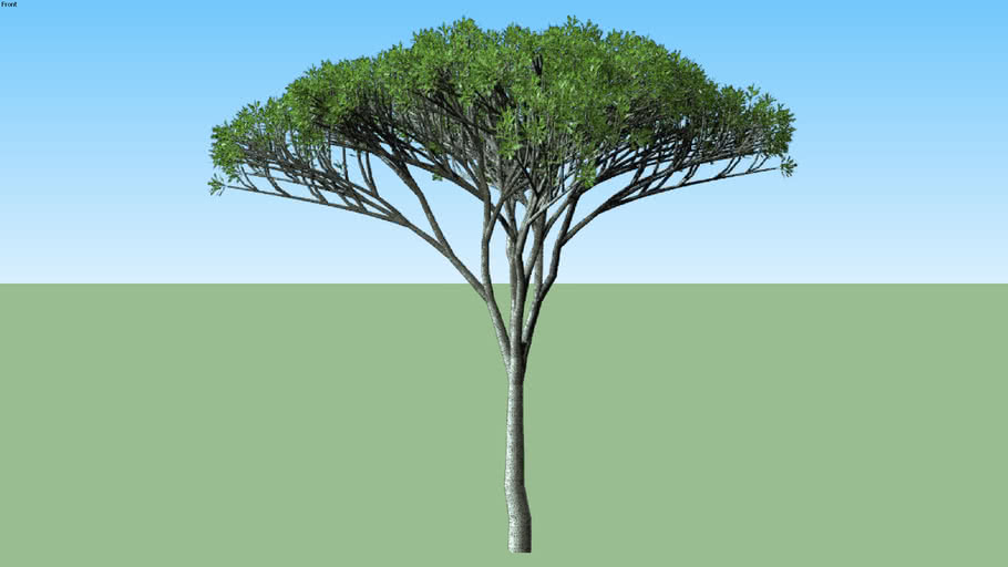tree pine | 3D Warehouse