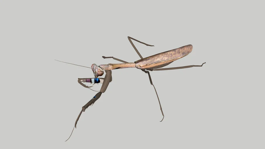 mantis | 3D Warehouse