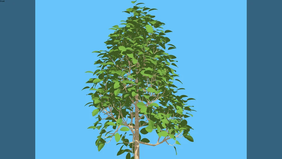 TREE | 3D Warehouse