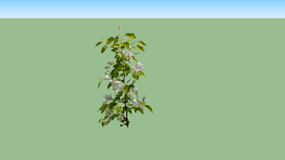 Bunga 01 | 3D Warehouse