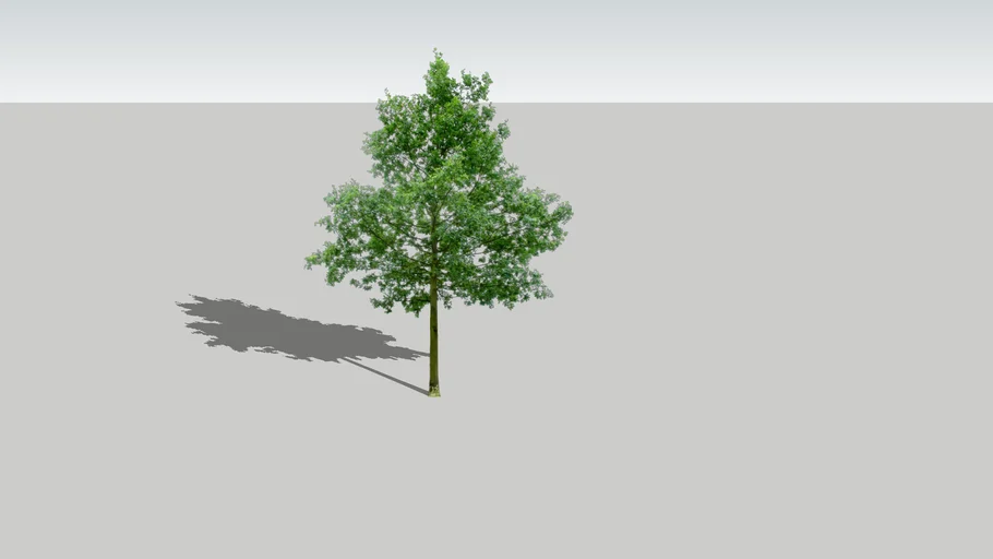 tree | 3D Warehouse