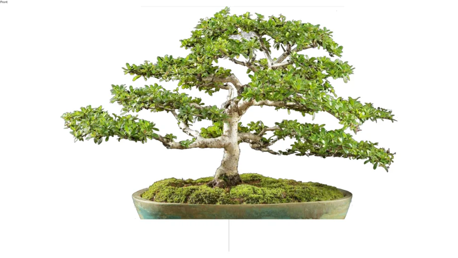 bonsai black olive tree 2d basic zeytin bonzai trees huge big nice ...