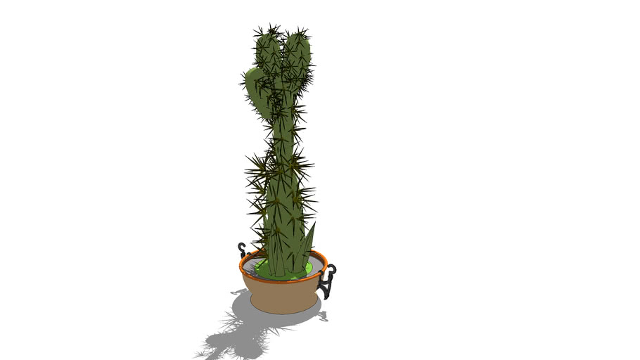 C A C T U S | 3D Warehouse