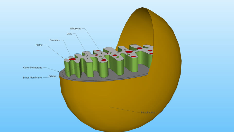 Mitochondria | 3D Warehouse