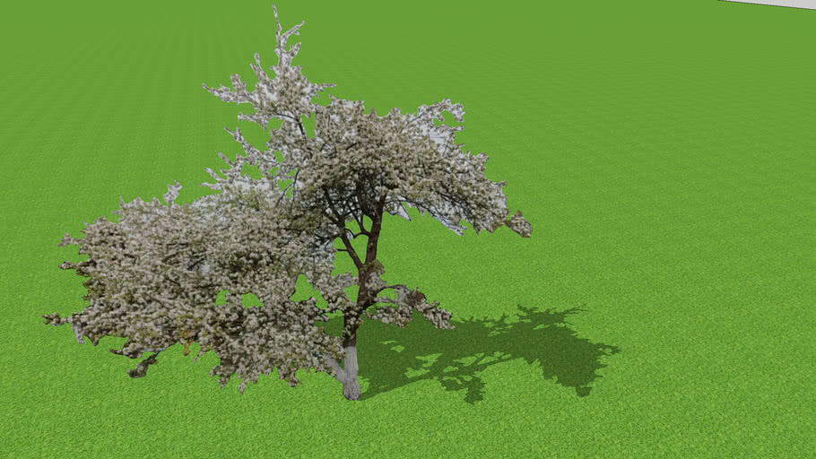 Apple tree | 3D Warehouse