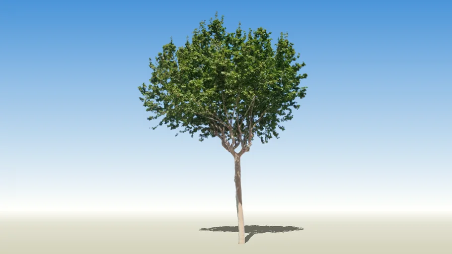 Garden poplar tree | 3D Warehouse