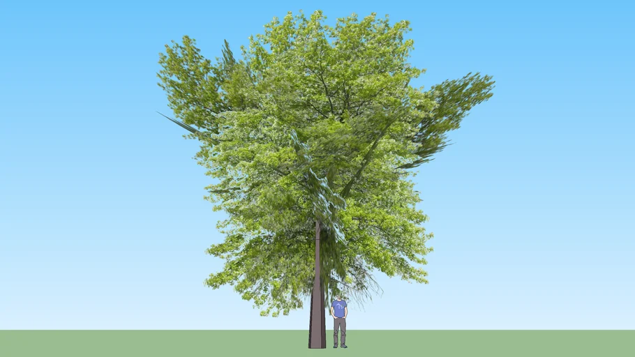 Angsana Tree 3 | 3D Warehouse