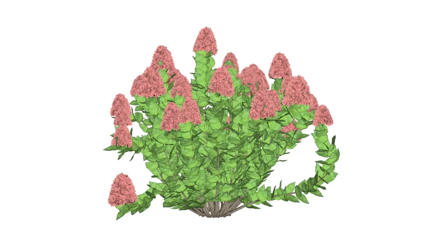 3D Landscape Plant - Hydrangea paniculata 'Firelight' | 3D Warehouse